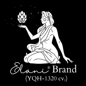 Elani® Hops (YQH-1320 cv.) - Yakima Quality Hops